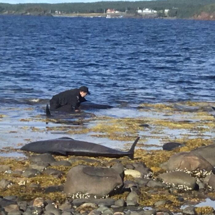 7 Pothead Whales Saved In The Nick Of Time