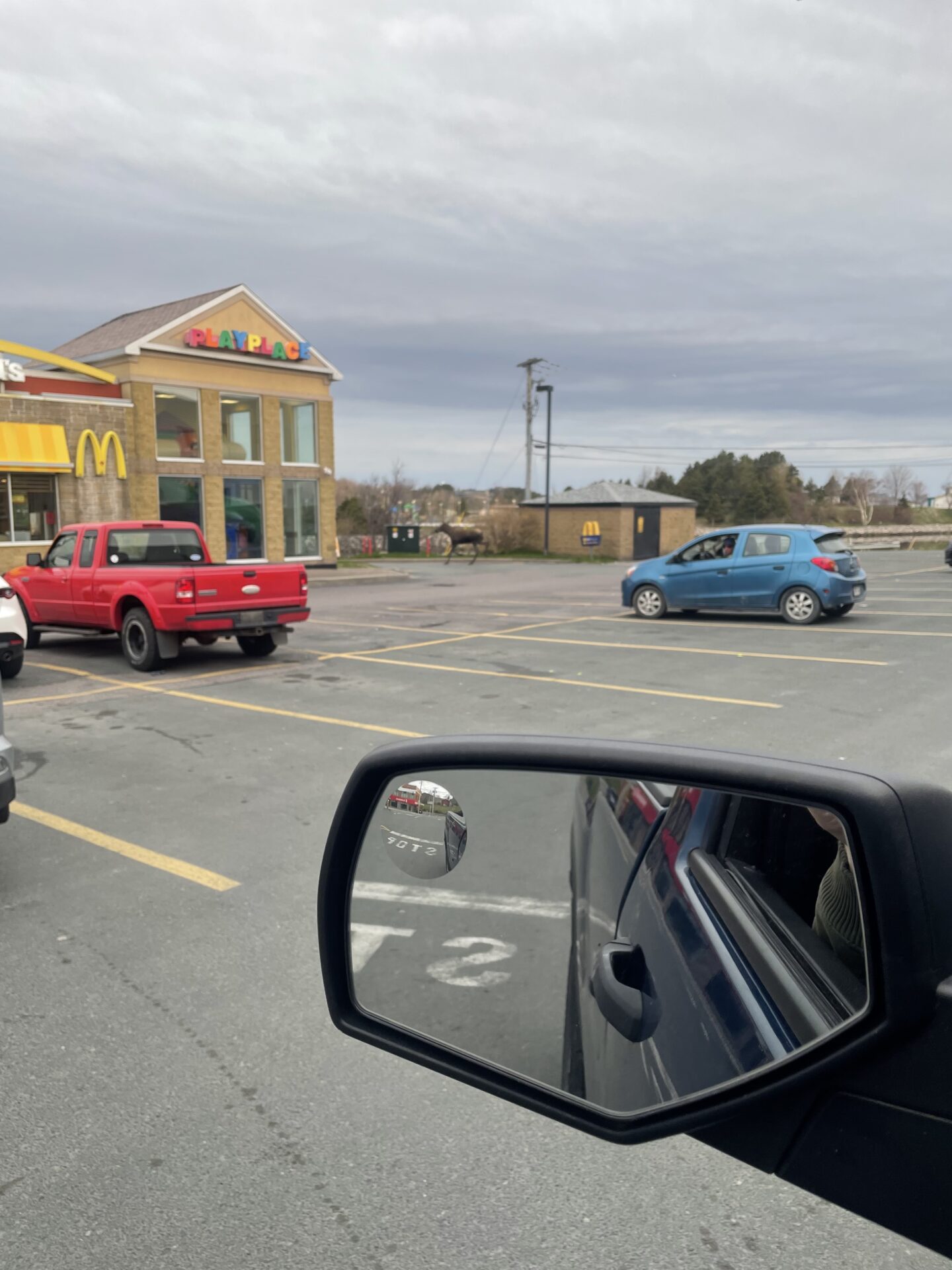 Moose On The Loose In CBS This Morning - NEWFOUNDLAND BUZZ